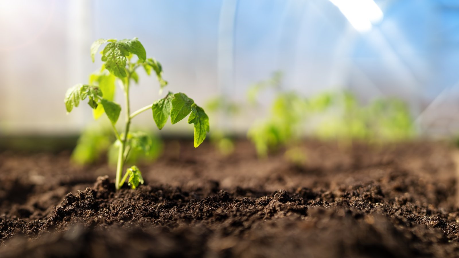 11 Tomato-Growing Mistakes You Should Avoid This Year