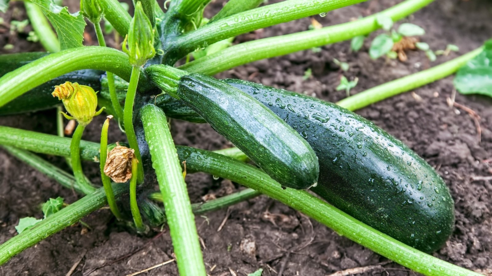 When Should You Start Planting Zucchini This Season?