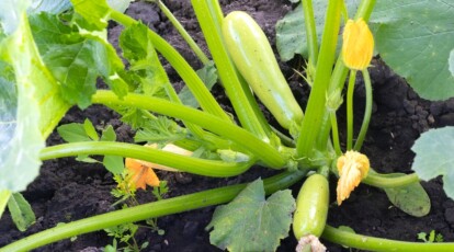 Are Volunteer Squash Safe to Eat?