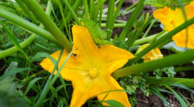 How to Hand-Pollinate Squash
