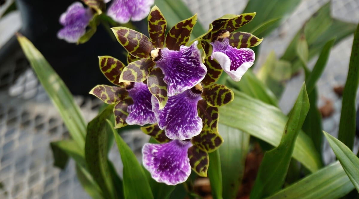 25 Different Orchids That Thrive as Indoor Houseplants