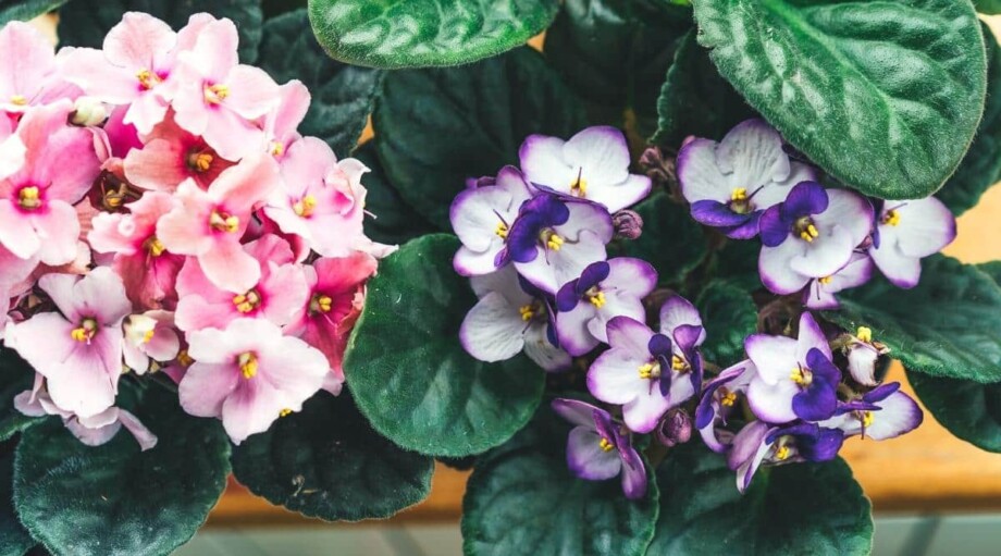 How Big Do African Violets Get When Grown Indoors?