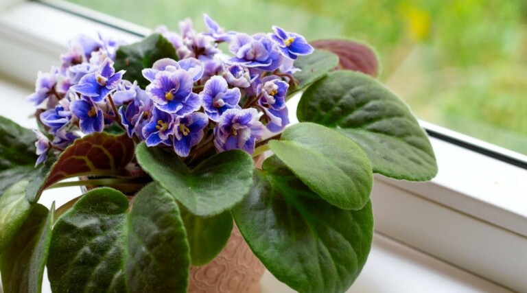 11 Tips To Keep Your African Violets Blooming Indoors