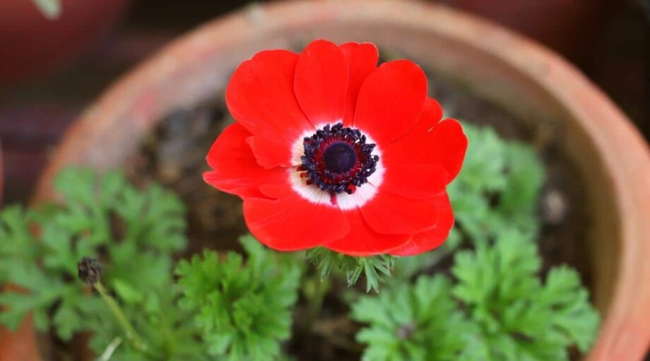11 Tips For Growing Anemones in Pots or Containers