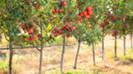 Apple Tree Growth Stages: How Fast Do Apple Trees Grow?
