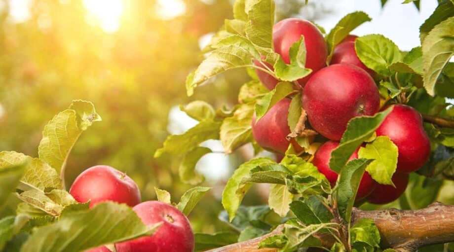 Do Apple Trees Need Full Sun, Partial Sun, or Full Shade?