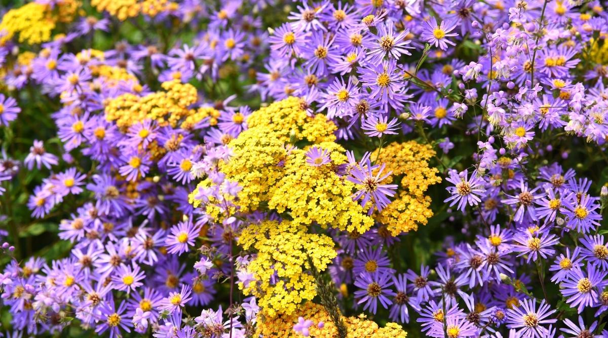 Aster Companion Plants 15 Plants You Can Grow With Asters Aster Companion Plants 15 Plants You Can Grow With Asters