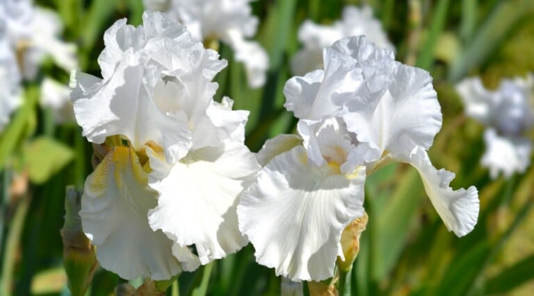 How to Plant, Grow and Care For Iris Flowers