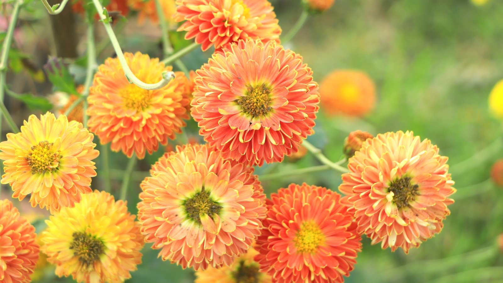 Pretty Fall Flower Pictures