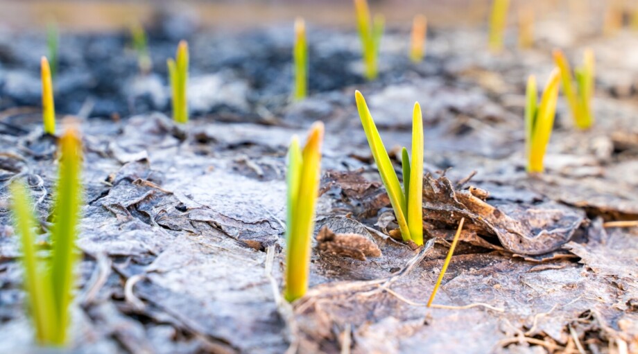 9 Reasons to Leave the Leaves in Your Garden This Fall