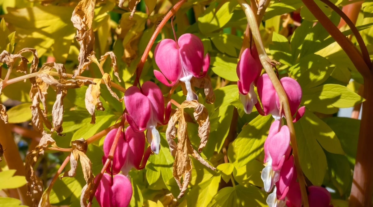 15 Common Bleeding Heart Plant Problems You Shouldn't Ignore
