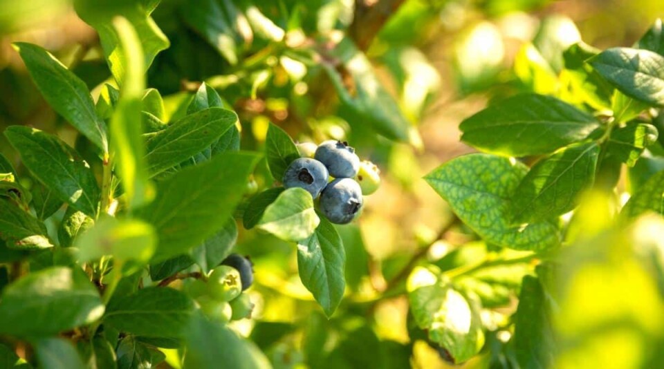 Where Do Blueberries Grow Best in Your Garden?
