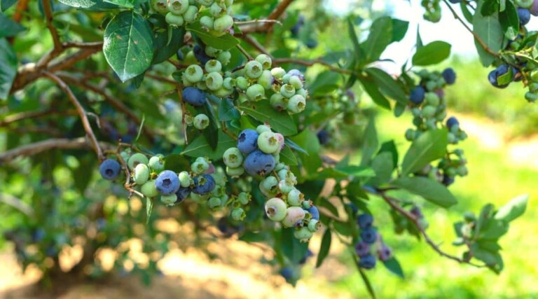 How Big do Blueberry Bushes Actually Get?