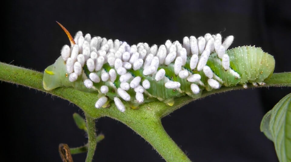 Parasitic Wasps: Nature's Pest Control