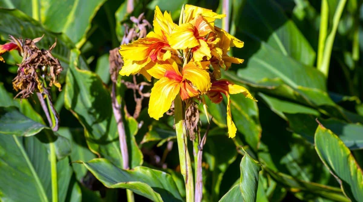 15 Common Problems With Canna Lily Plants
