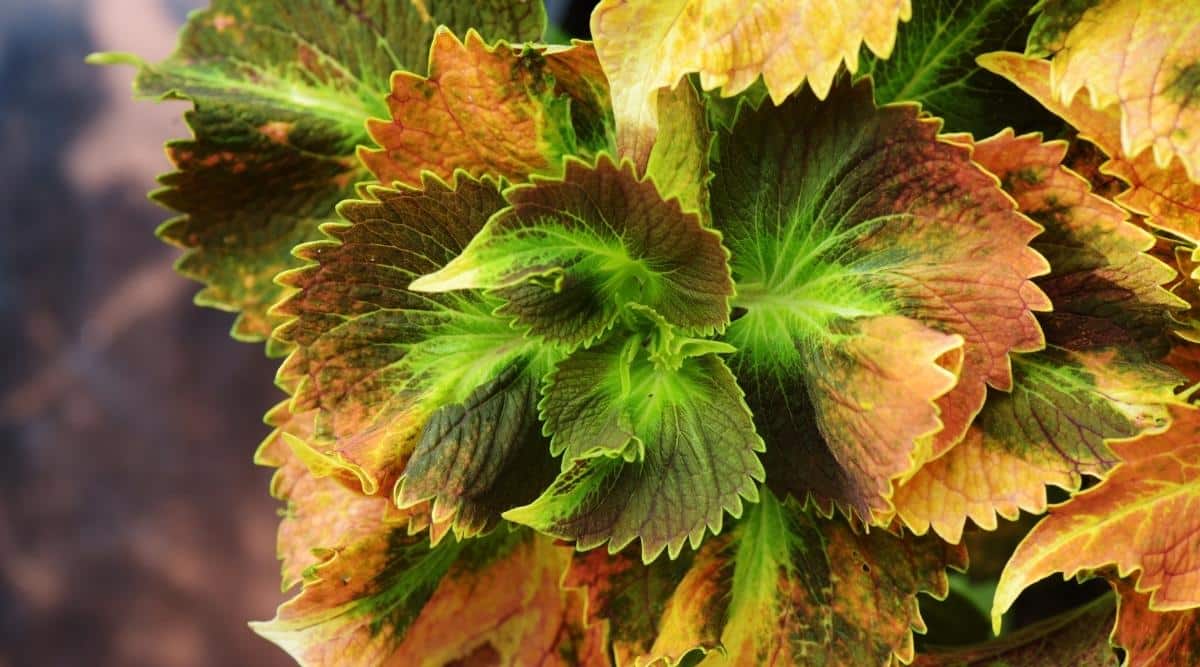 15 Common Problems With Coleus Plants