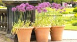 How to Plant, Grow, and Care for Giant Alliums
