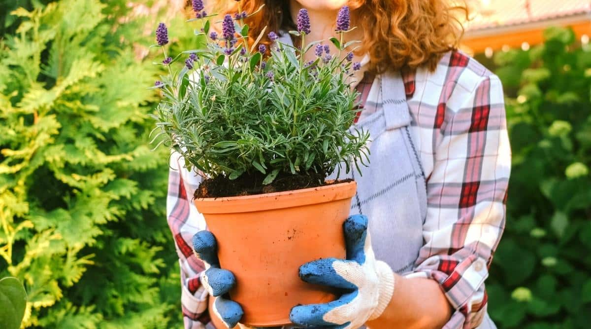 How to Grow Lavender Plants in Pots or Containers