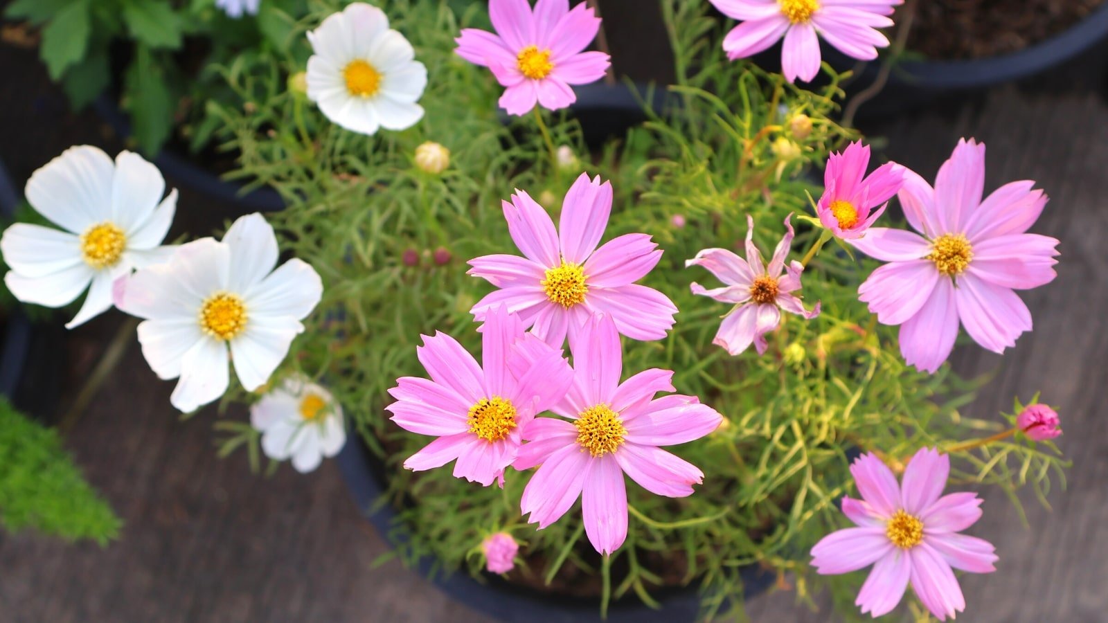 11 Tips for Growing Cosmos in Pots
