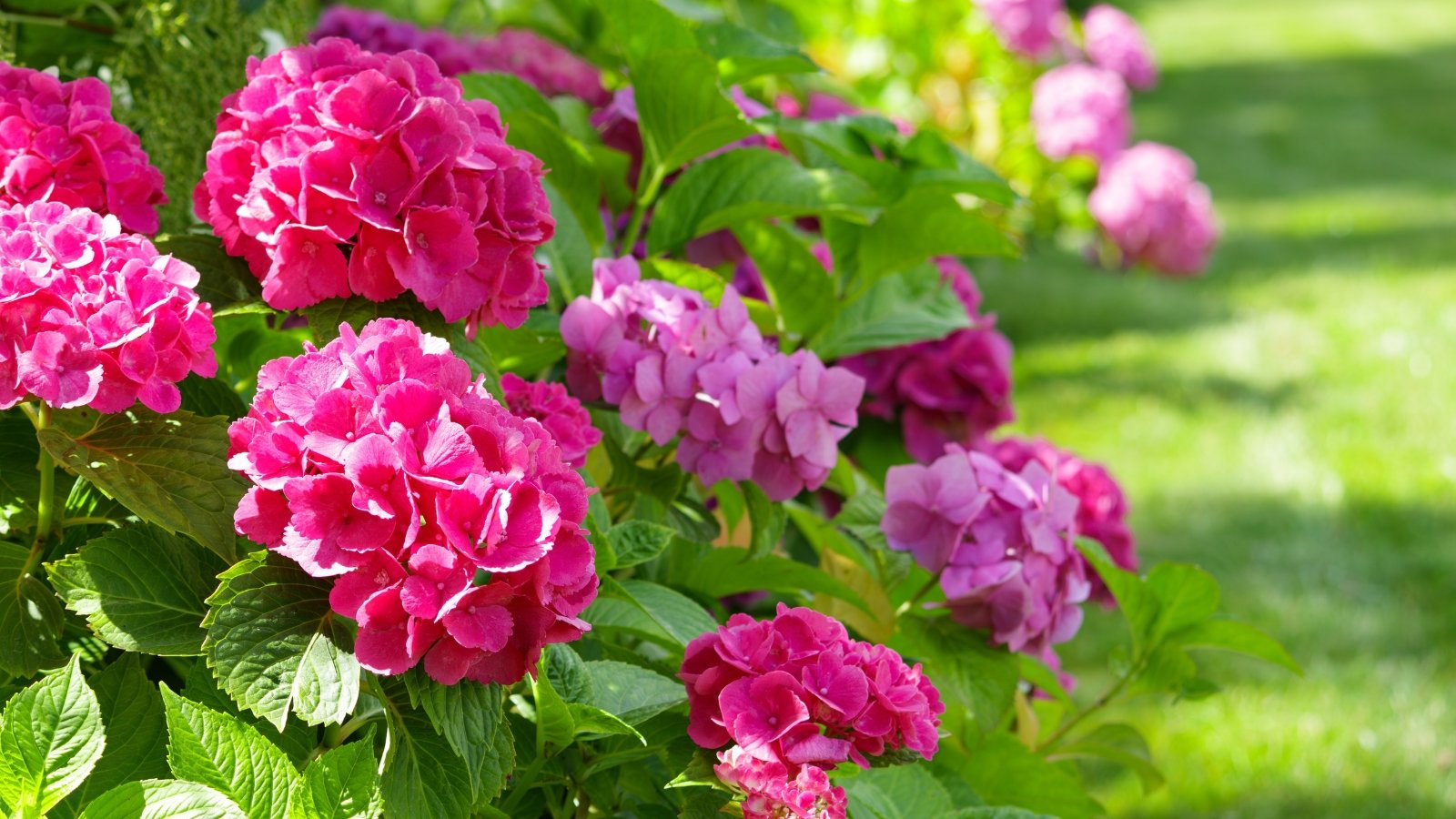 34 Plants For Your Cottage Garden