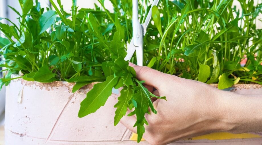 How and When to Harvest Arugula