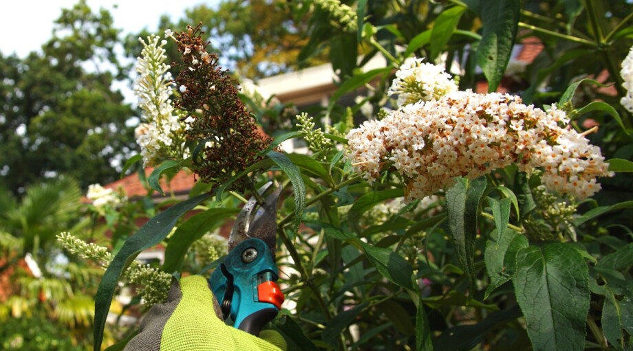 How to Deadhead Flowers for Repeat Blooms