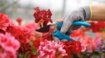 How to Deadhead Flowers for Repeat Blooms