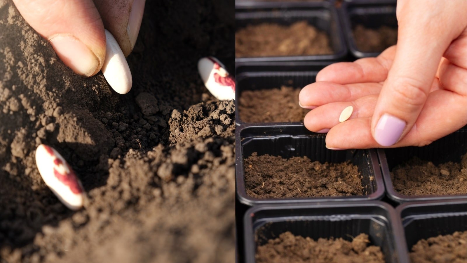 Direct Seeding vs. Indoor Sowing: Which is Better?