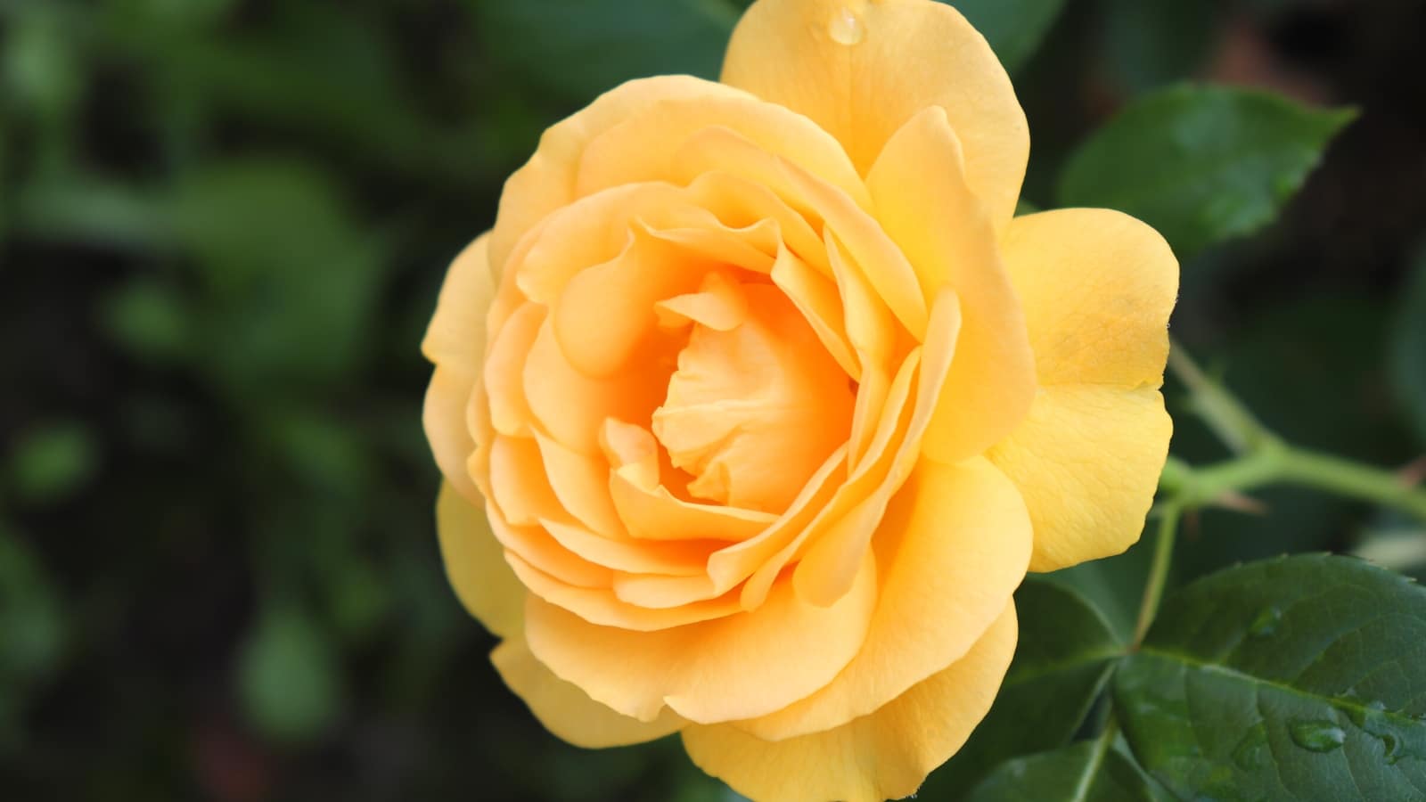15 Disease Resistant Roses to Grow This Season