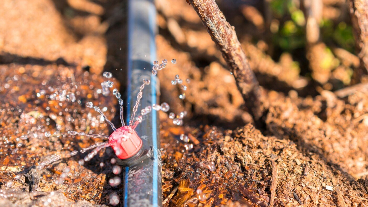 How to Plant, Grow, and Care for the Pinon Tree