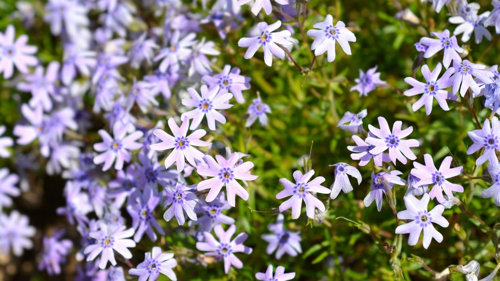 Wildflowers As Ground Cover 16 Favorite Ground Cover Flowers | Garden