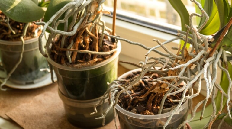 How to Fix Root Rot in Orchid Plants