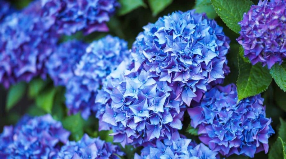 11 Reasons You'll Love 'Early Blue' Hydrangeas