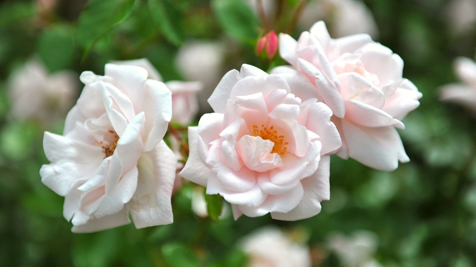 16 Beautiful and Environmentally Friendly Earth Kind Roses