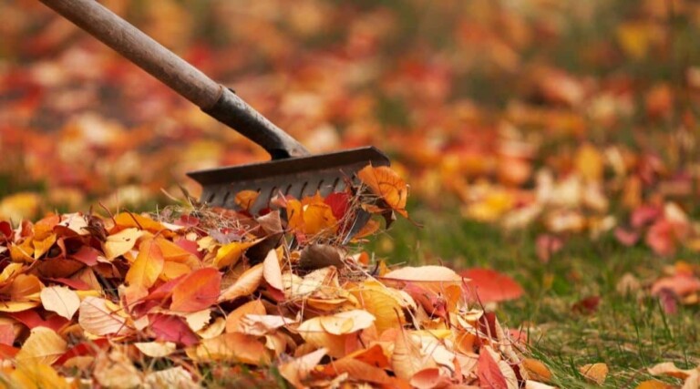 15 Gardening Tasks You'll Be Happy You Did This Fall