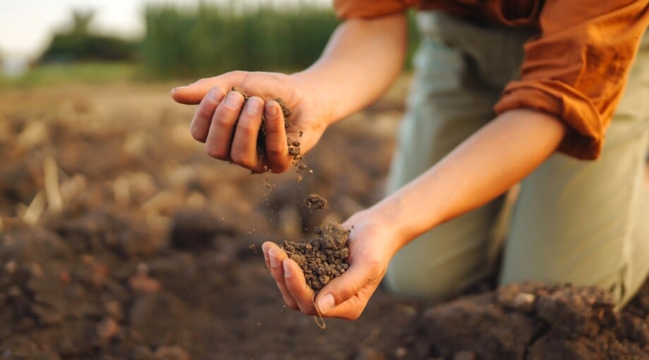 How to Transition to a No-Till Garden