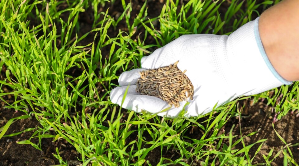 9 Fall Cover Crops for Fertile Spring Soil