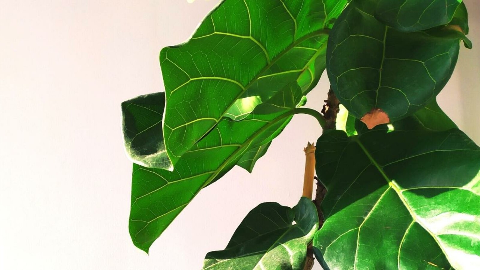 16 Common Problems With Fiddle Leaf Fig Plants