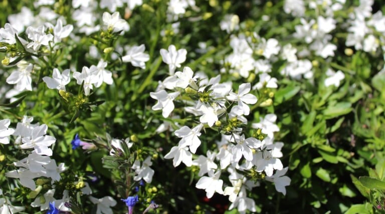 How to Plant, Grow, and Care for Lobelia