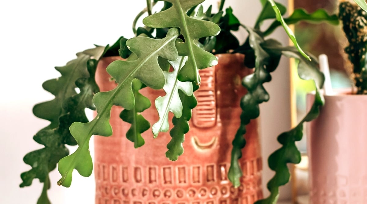 How to Plant, Grow and Care For Fishbone Cactus