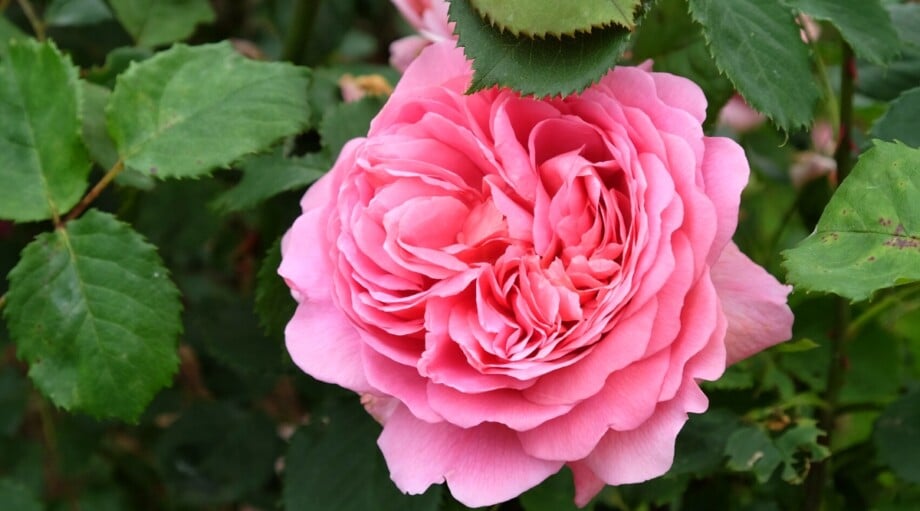 27 Fragrant Rose Varieties to Grow This Season