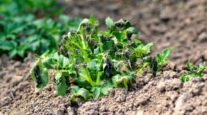 Can Potato Plants Survive Frost Damage?