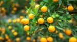 15 Fruit Trees That Can Grow in the Arizona Desert