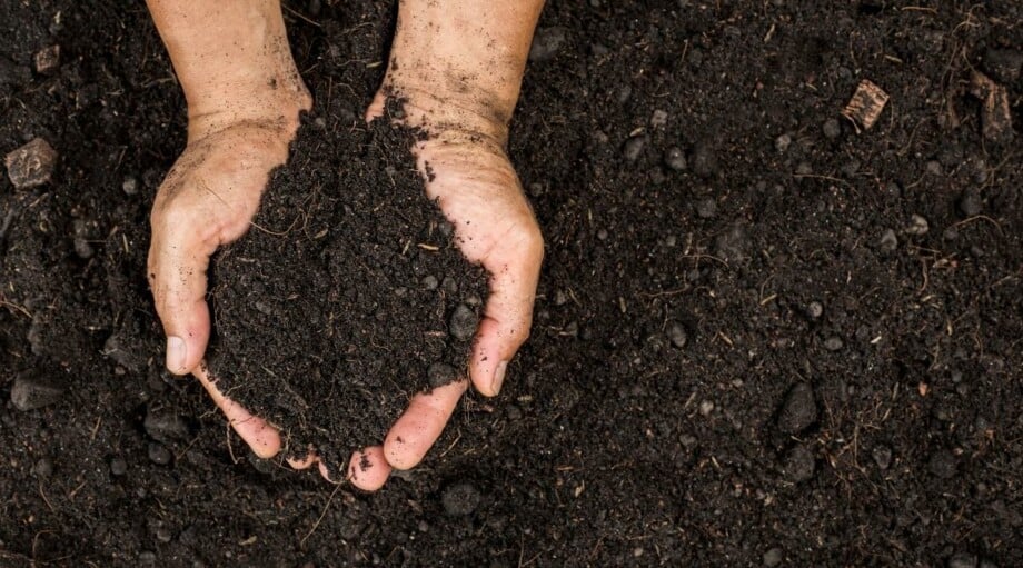 How to Plant, Grow, and Care for Phacelia