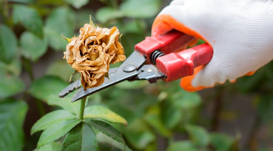 How to Deadhead Flowers for Repeat Blooms