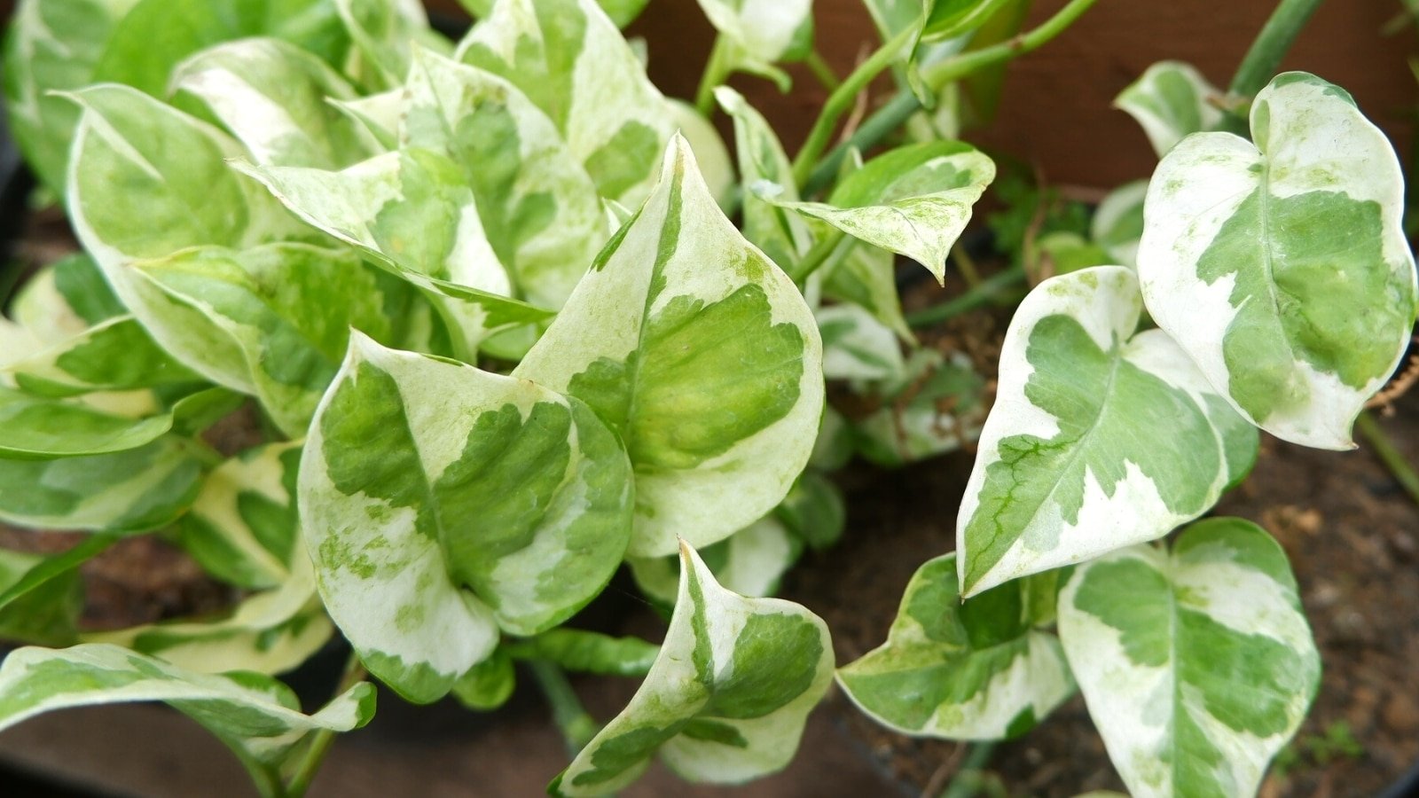 How to Plant, Grow and Care For Glacier Pothos