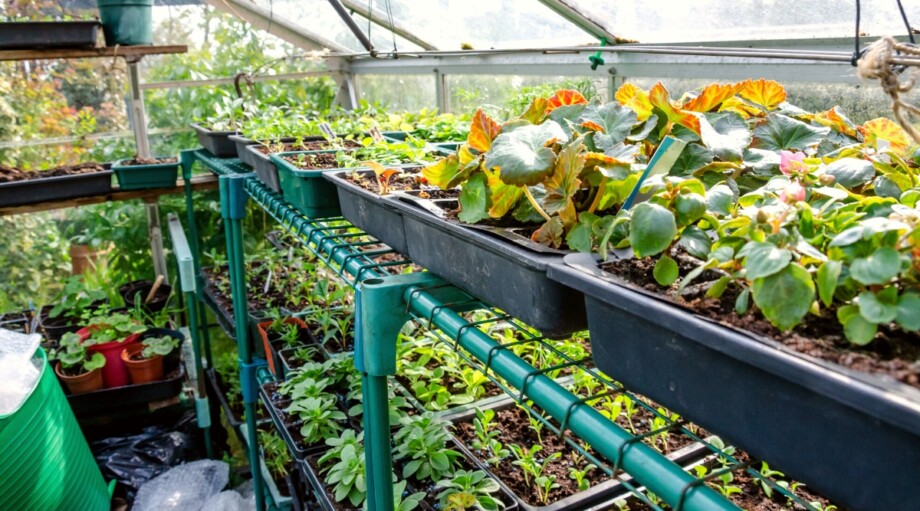 11 Tips for Organizing Your Greenhouse