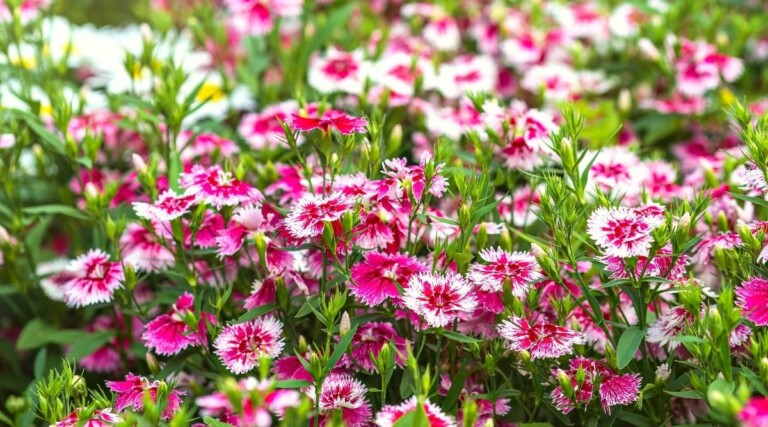 23 Fast Growing Ground Covers For Sloping Gardens