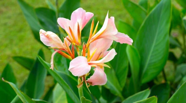 How to Plant, Grow and Care For Canna Lilies