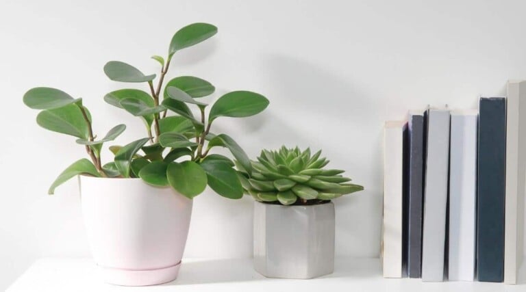 17 Houseplants That Can Grow From Leaves